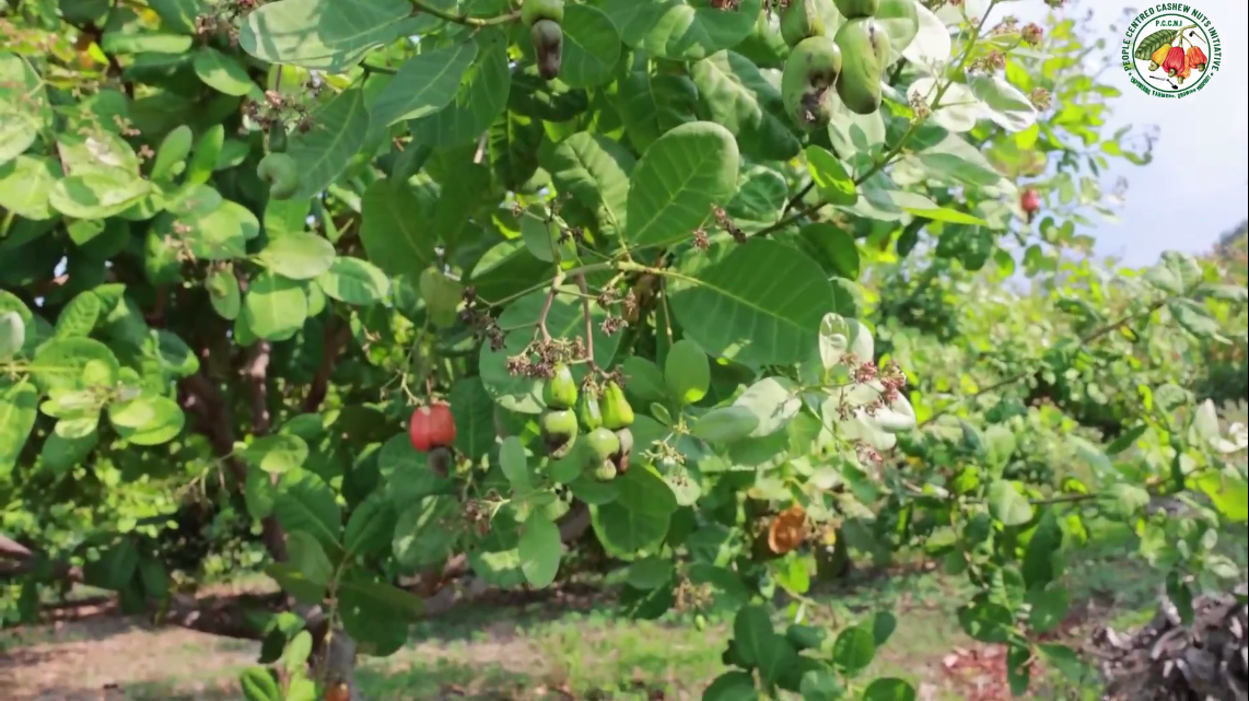 PCCNI Services - People Centred Cashew Nut Initiative